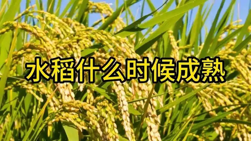 水稻什么时候成熟