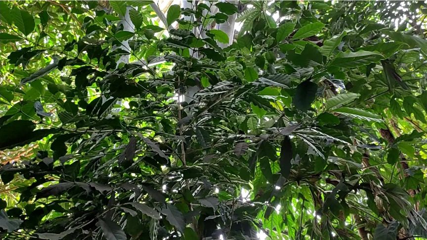 重庆适合种植咖啡树吗?闻香识树,别有情趣,植物园温室的咖啡树