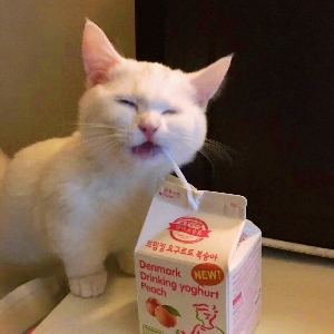 小猫鸭yaya 