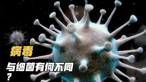 显微镜下生死对决:细菌和病毒谁更可怕?颠覆你的认知!