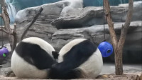 团团圆圆怎么来的?你看明白了吗?