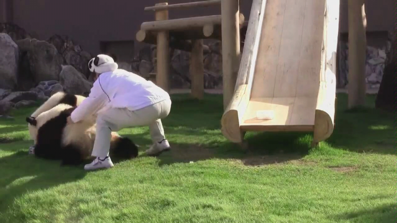 [大熊猫] 大熊猫在日本动物园