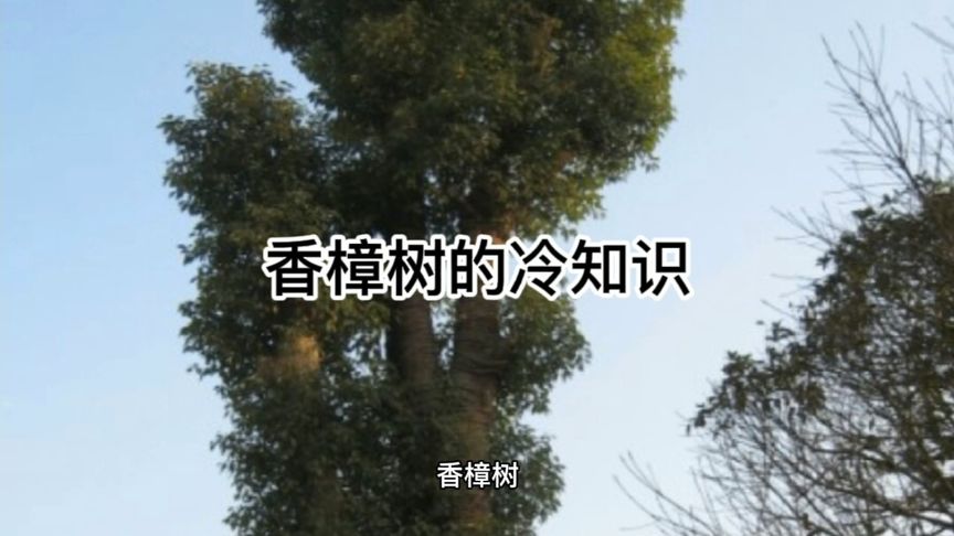 揭秘香樟树的冷知识---作用ߑ