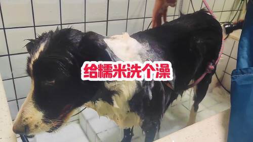 给狗狗洗澡,让它焕然一新!