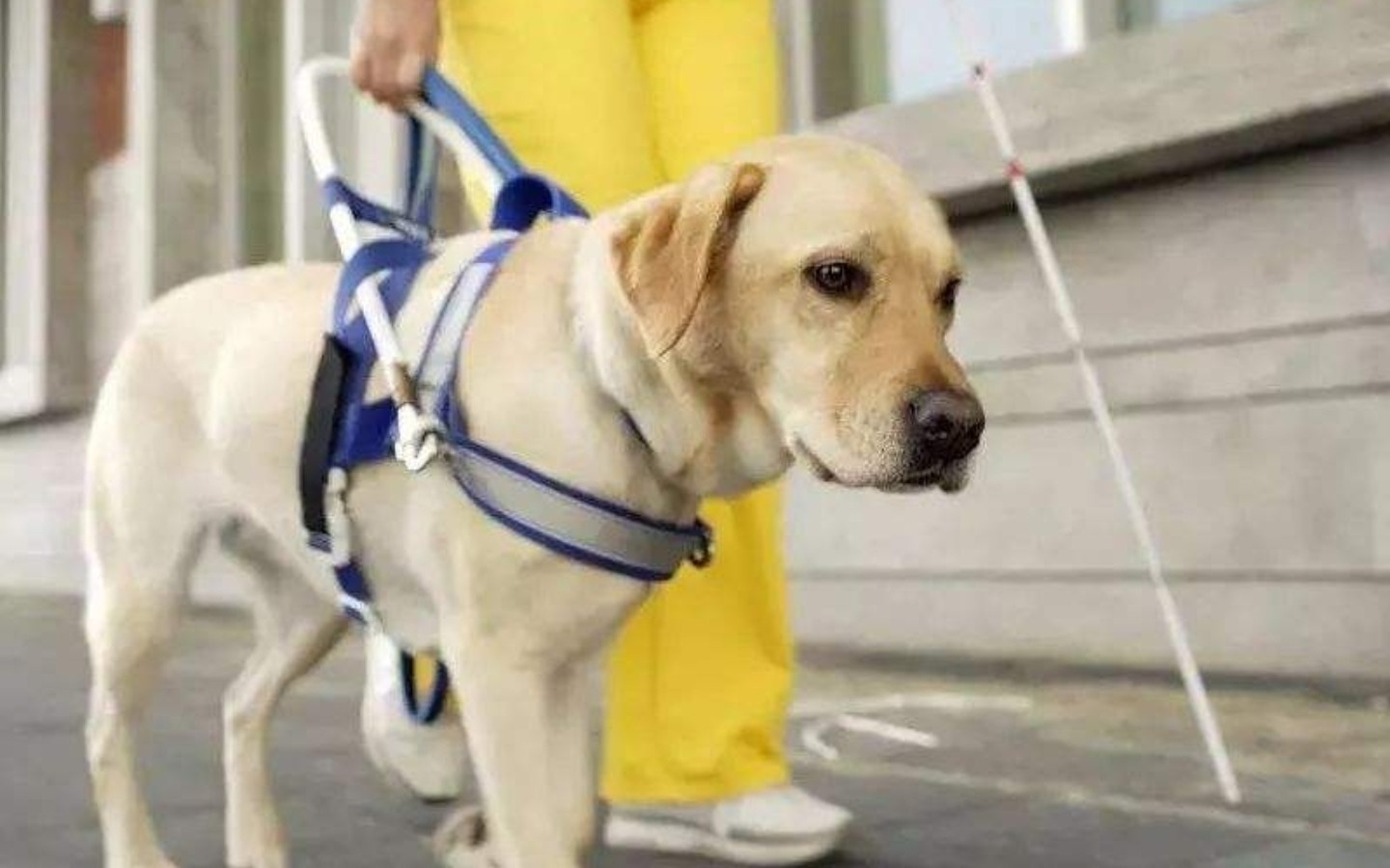 【导盲犬 纪录片】超清 导盲犬相关纪录片