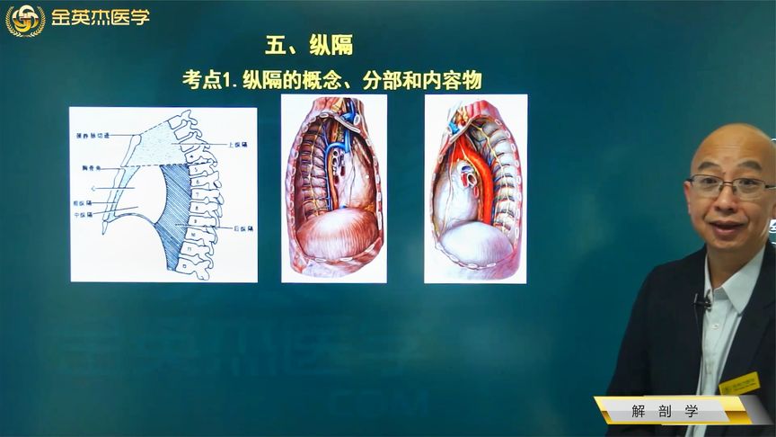 临床解剖学03呼吸系统06纵隔的概念、分部及内容物
