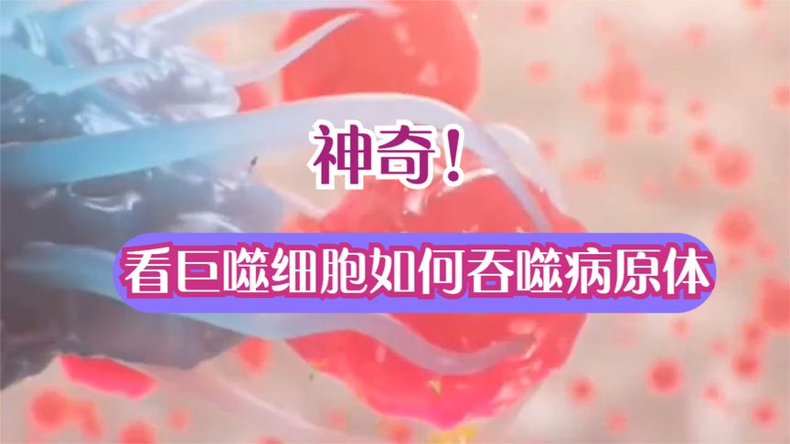 神奇!巨噬细胞吞噬病原体过程原来是这样的