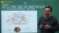 师承与专长-僵蚕的鉴别、实用与价值