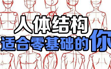 【板绘教程】人体结构超详细讲解,超适合零基础的你