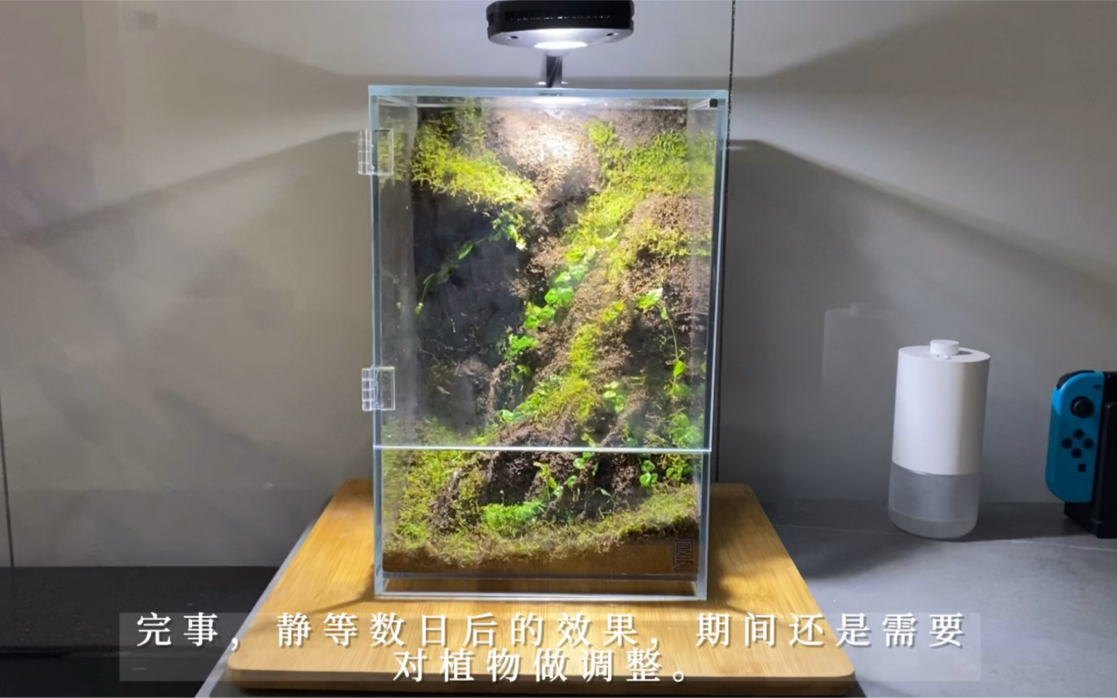 雨林缸开缸基础手法
