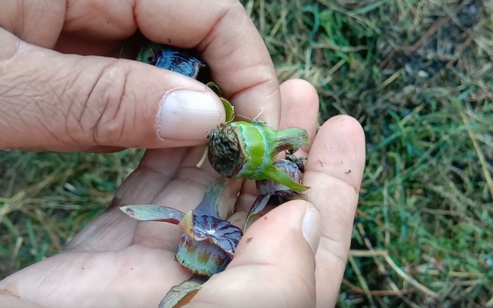 农村山里常见草本植物,果实超级好吃,浑身都是宝,了解一下吧