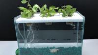 借鉴无土栽培技术打造鱼缸, 下面养鱼, 上面还能种点花草