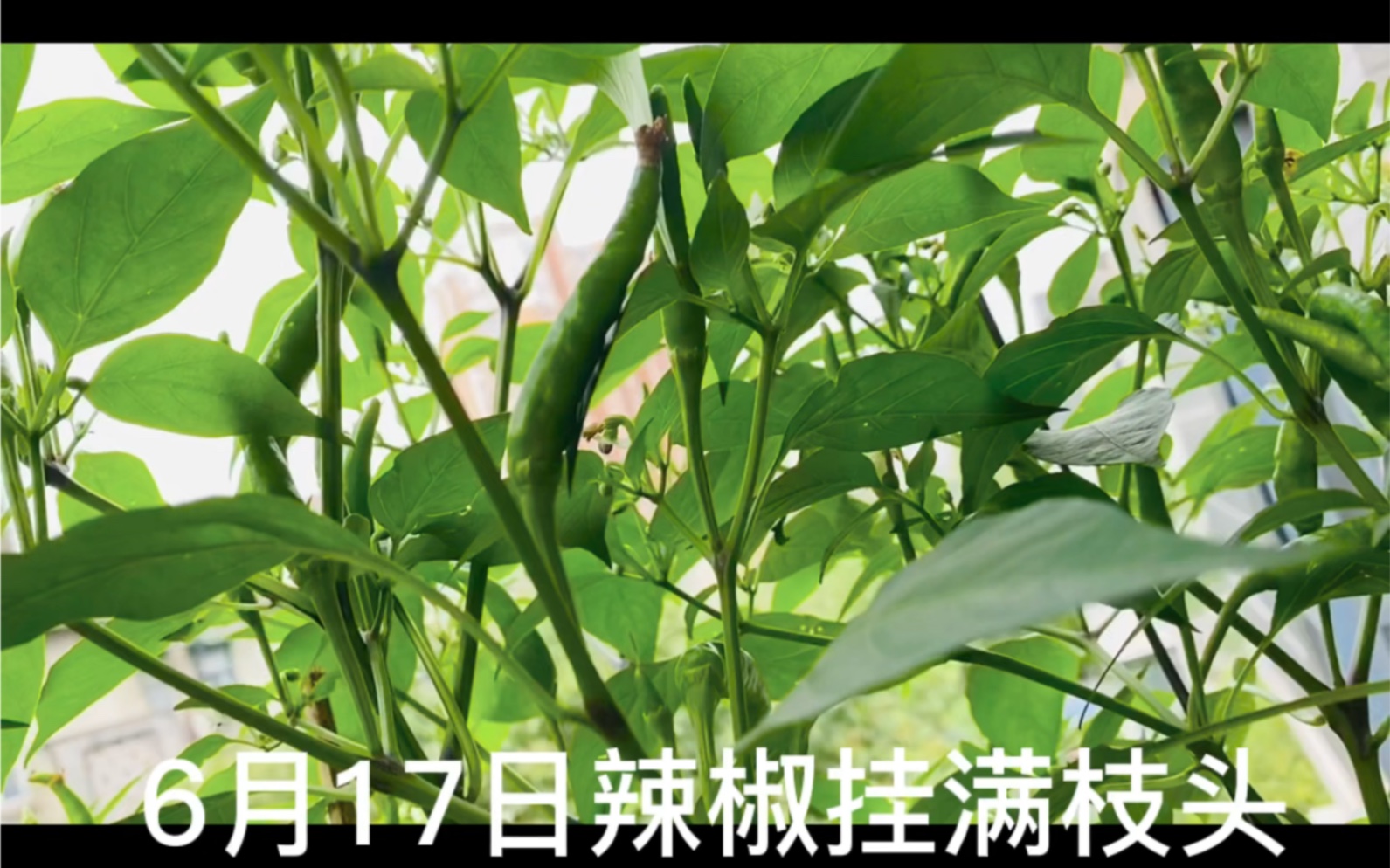 辣椒生长全过程:4月1日苗高6cm;4月25日苗高15cm全部掐顶;5月21日...