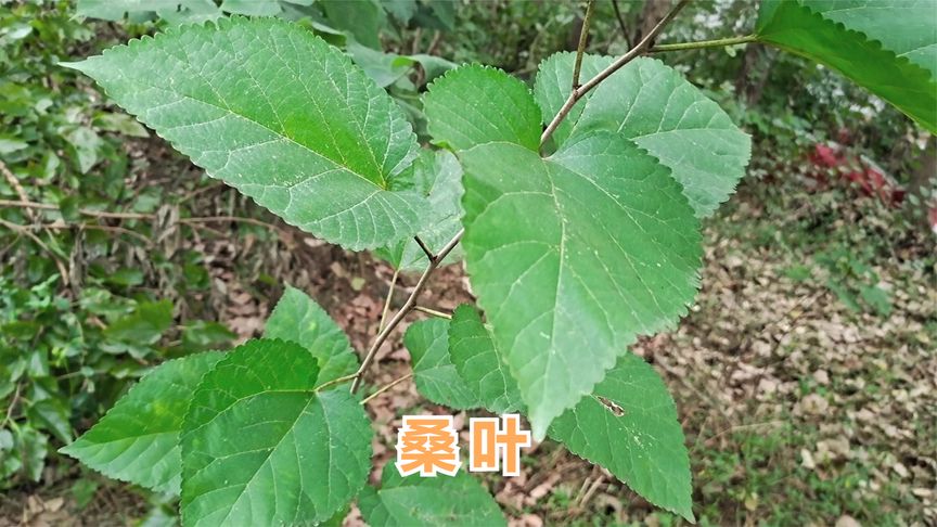 初霜的桑叶泡水喝作用真厉害,解决了很多人的大问题