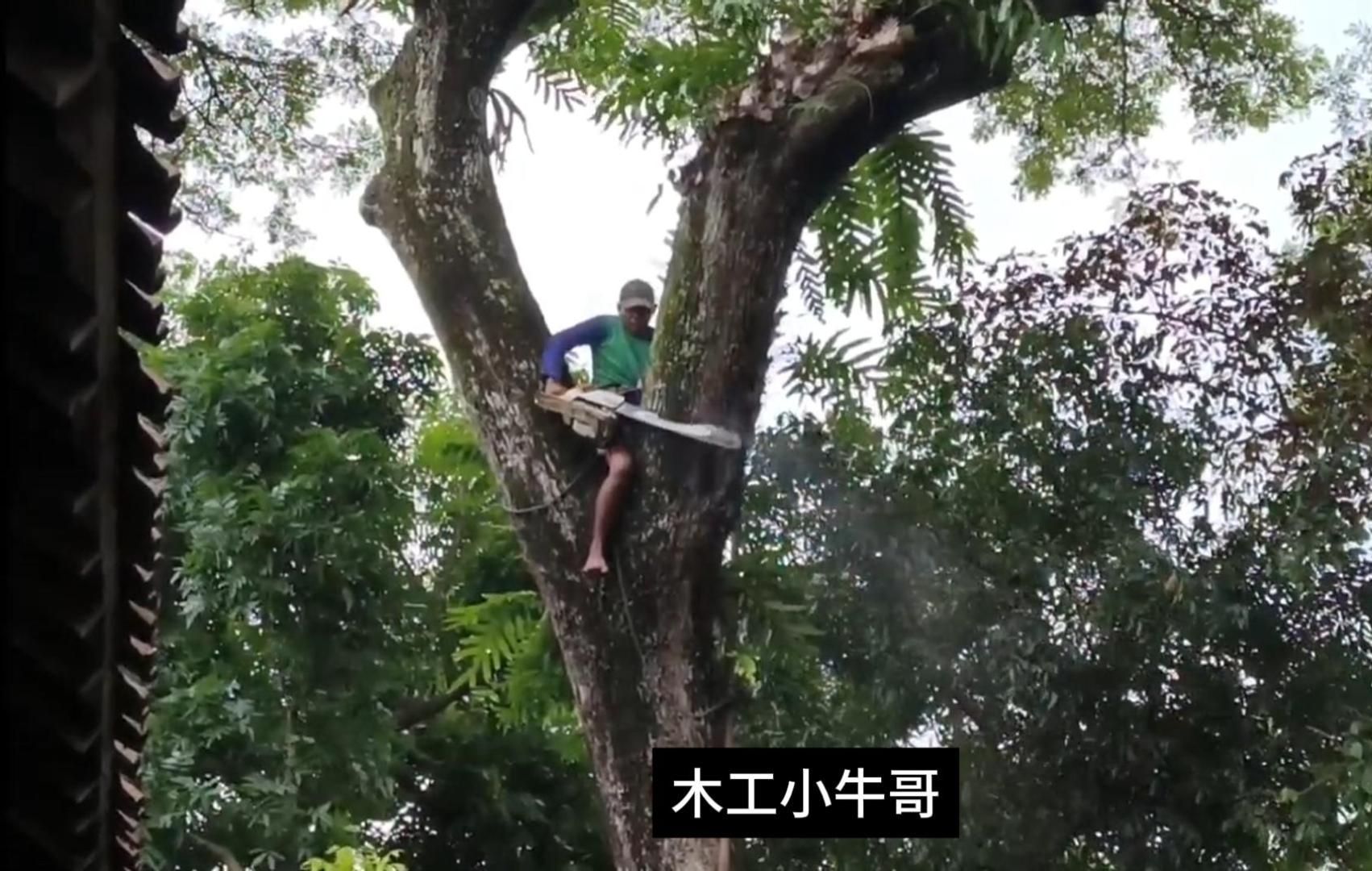 砍伐房屋边一棵高大的特伦贝西树‼️