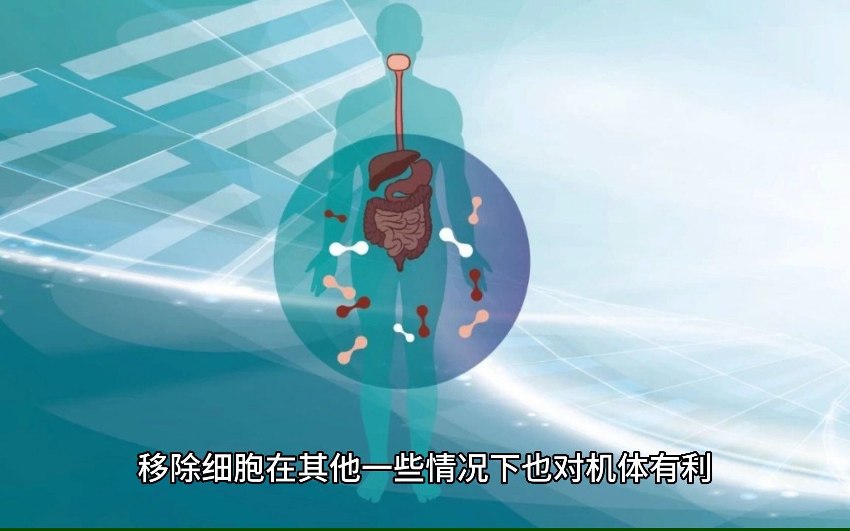 细胞凋亡(细胞程序性死亡)