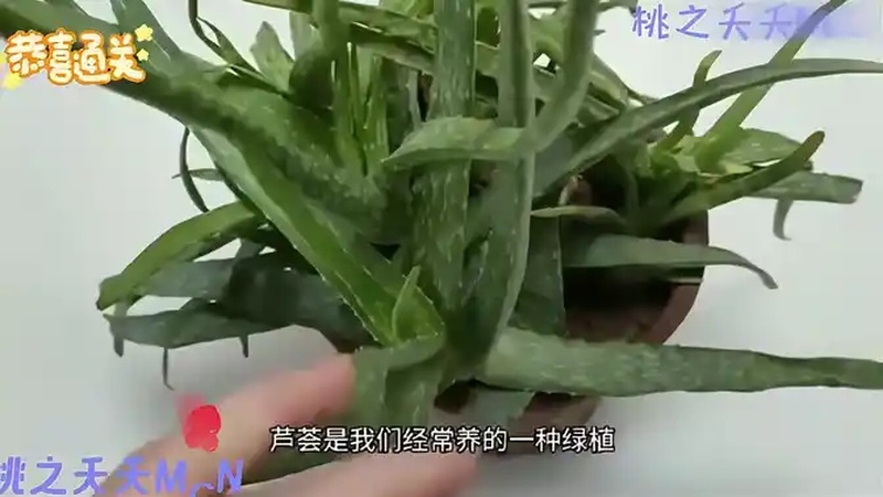 养中华芦荟,掌握这几点,新芽"呼呼冒",一年长出一大盆