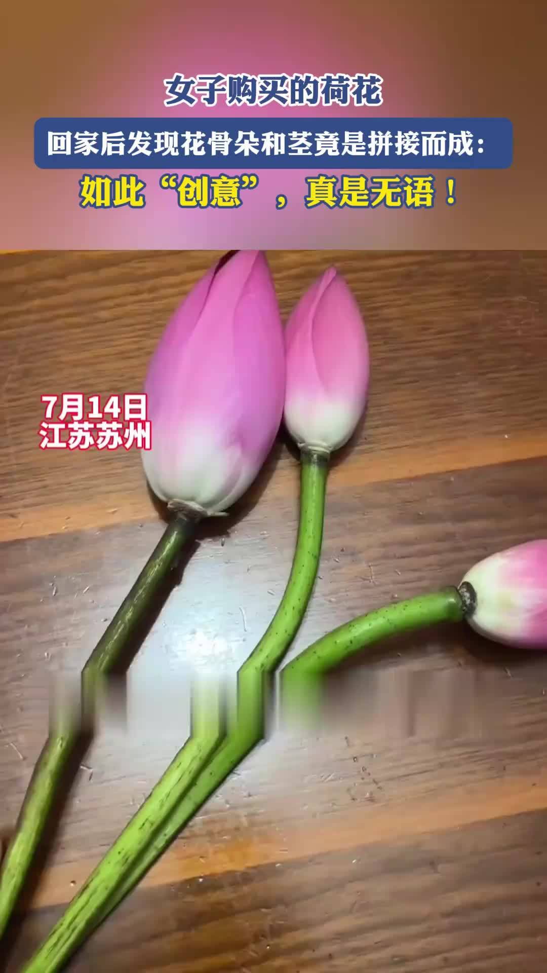 女子购买的荷花,回家后发现花骨朵和茎竟是拼接而成:真是无语!