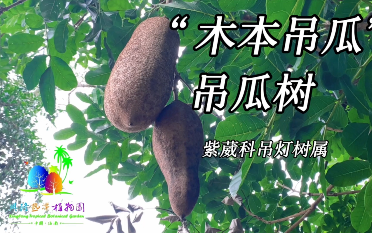 吊瓜树的果实你见过吗?