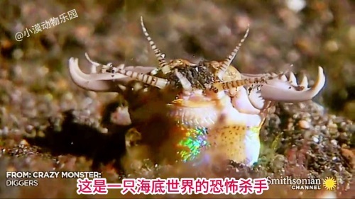 海底世界的恐怖生物,神秘杀手!
