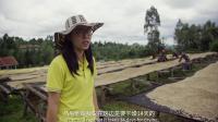 从咖啡鲜果到咖啡生豆,你所不知道的咖啡生产工序