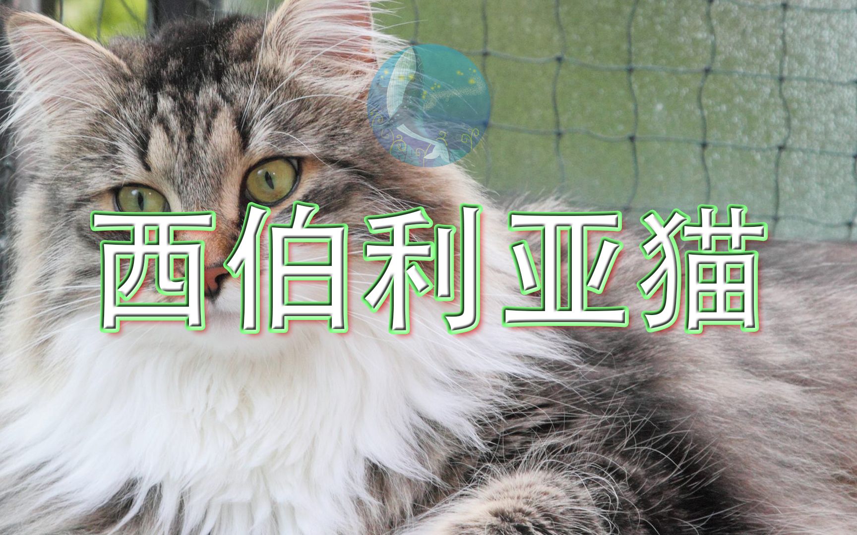 ...森林猫、莫斯科长毛猫、布哈拉猫 西伯利亚森林猫多少钱一只?
