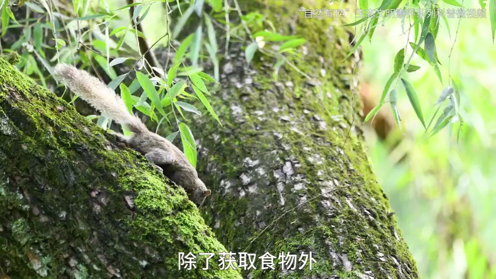 ...你见过吗?它可是上海地区最常见的小型野生兽类之一哦!三分钟带你...