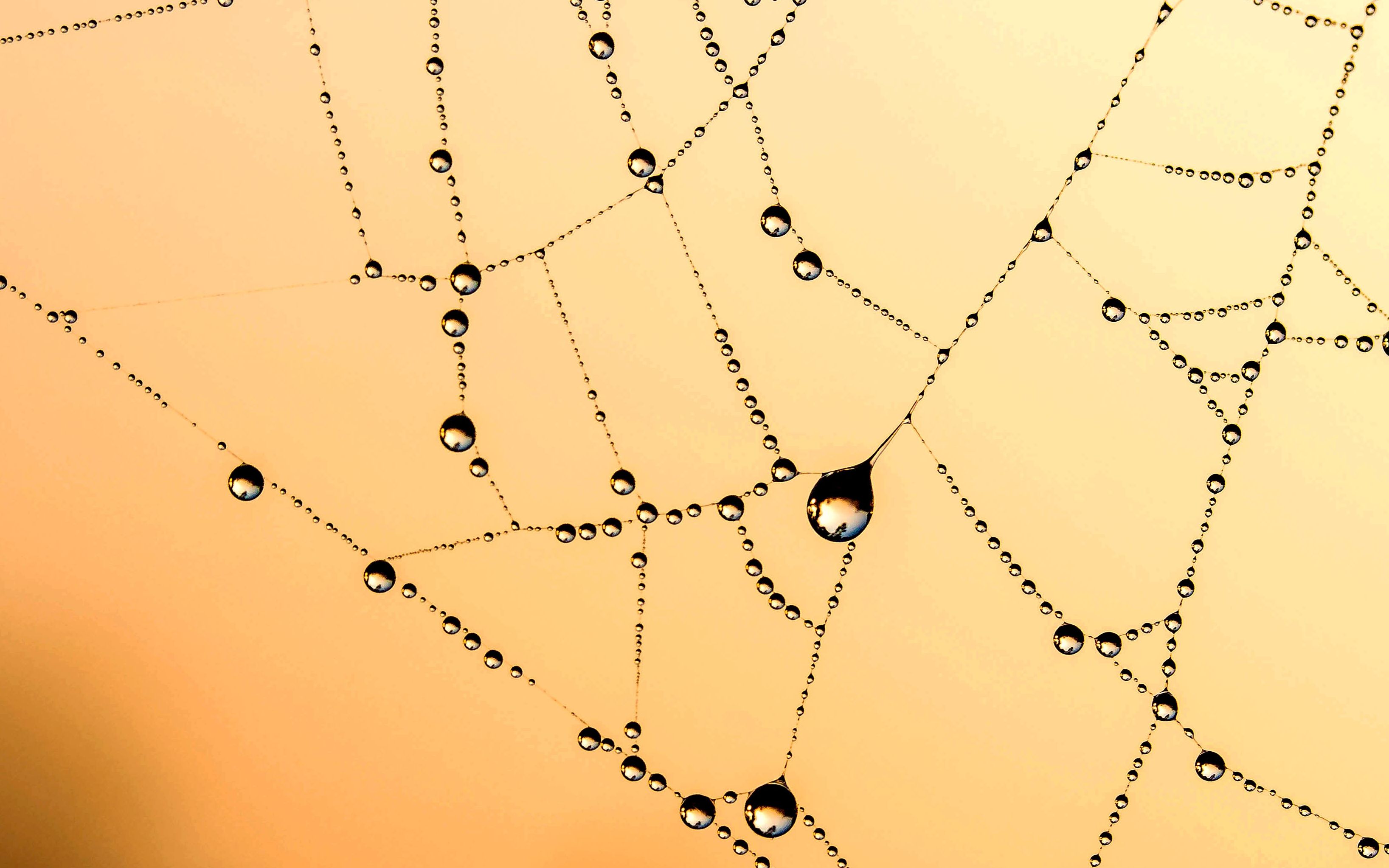 Python-Requests基本教程