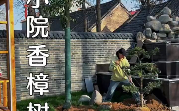 都说香樟树能驱蚊不知道是真是假