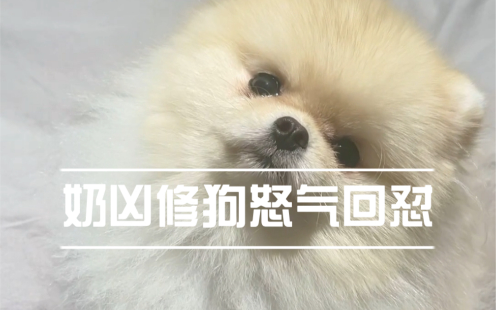 小狗子生气起来也是有脾气的噢