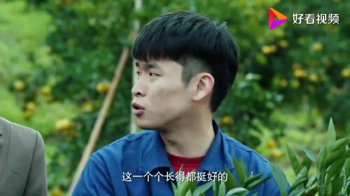 果子太多压坏树,村民舍不得疏果,一点不懂科学方法