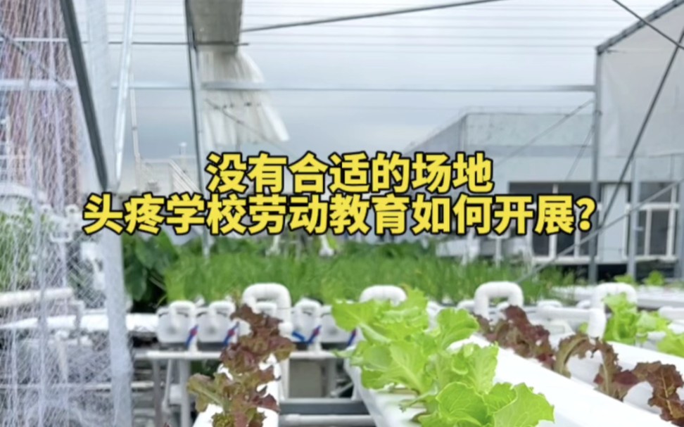 学校劳动教育如何开展?不妨试试水培