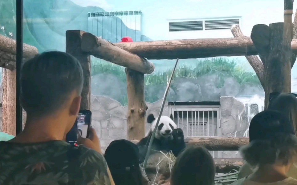 大熊猫在俄罗斯,在战斗民族家的生活太滋润啦～