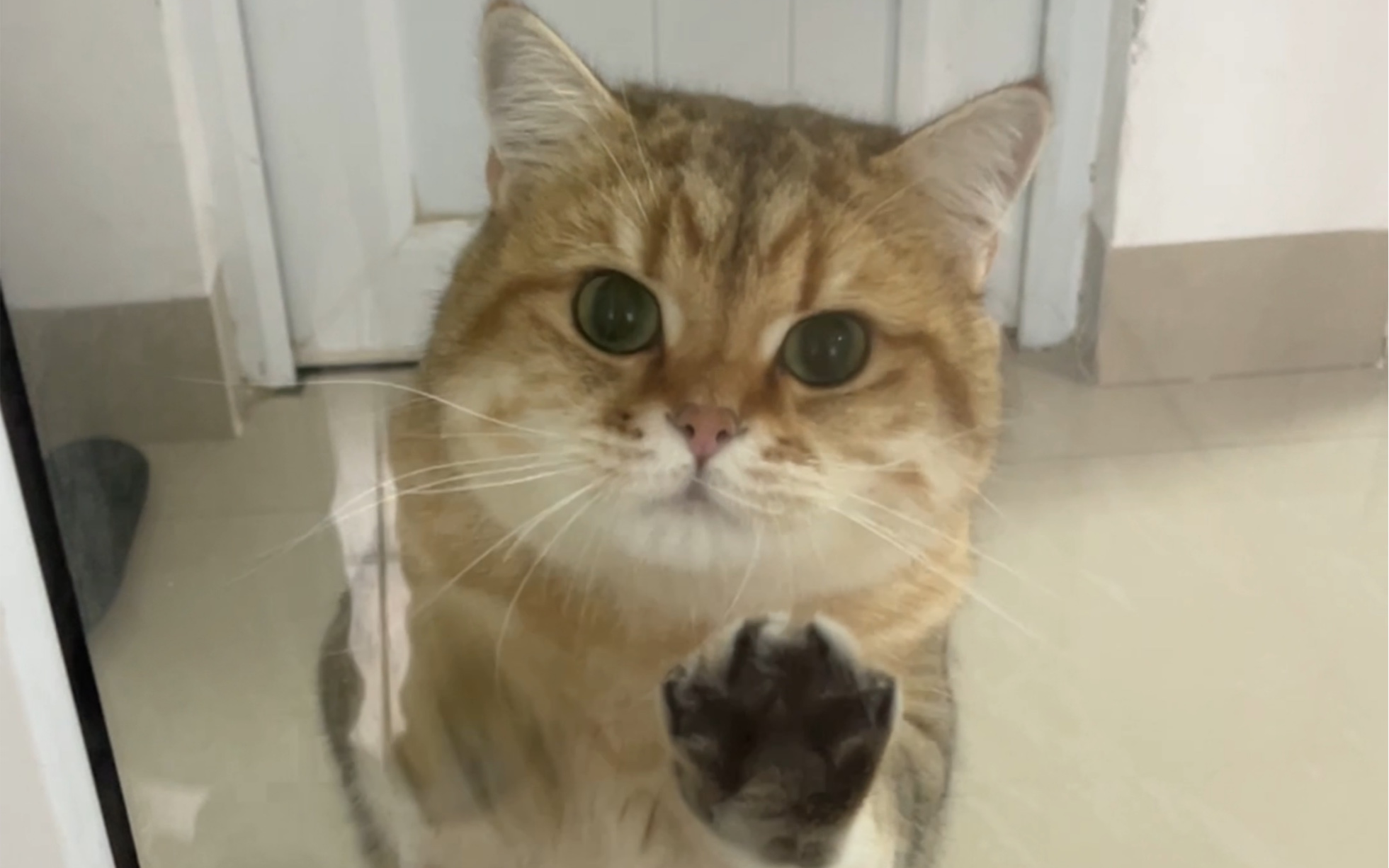 猪咪真的很爱擦玻璃!