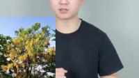 深扒下所谓“便秘果”的套路!