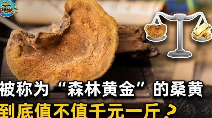 桑黄是怎么形成的?被称为“森林黄金”的桑黄.