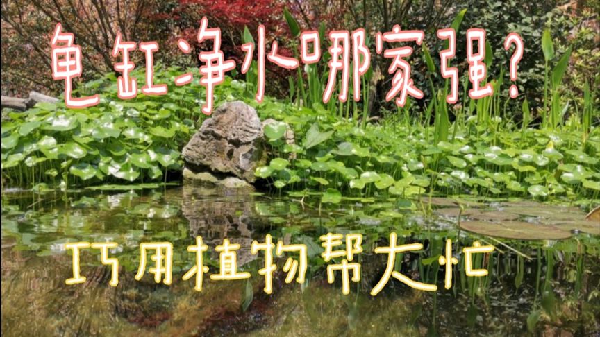 打造生态龟缸必备的植物是什么?几种净水能力超强的植物推荐