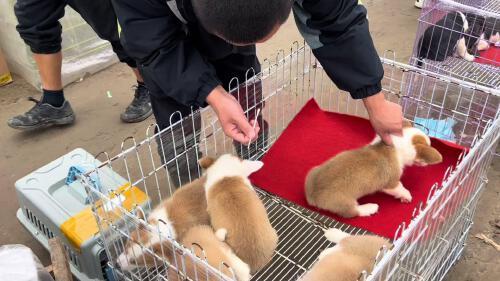 逛农村狗市,了解宠物狗价格!