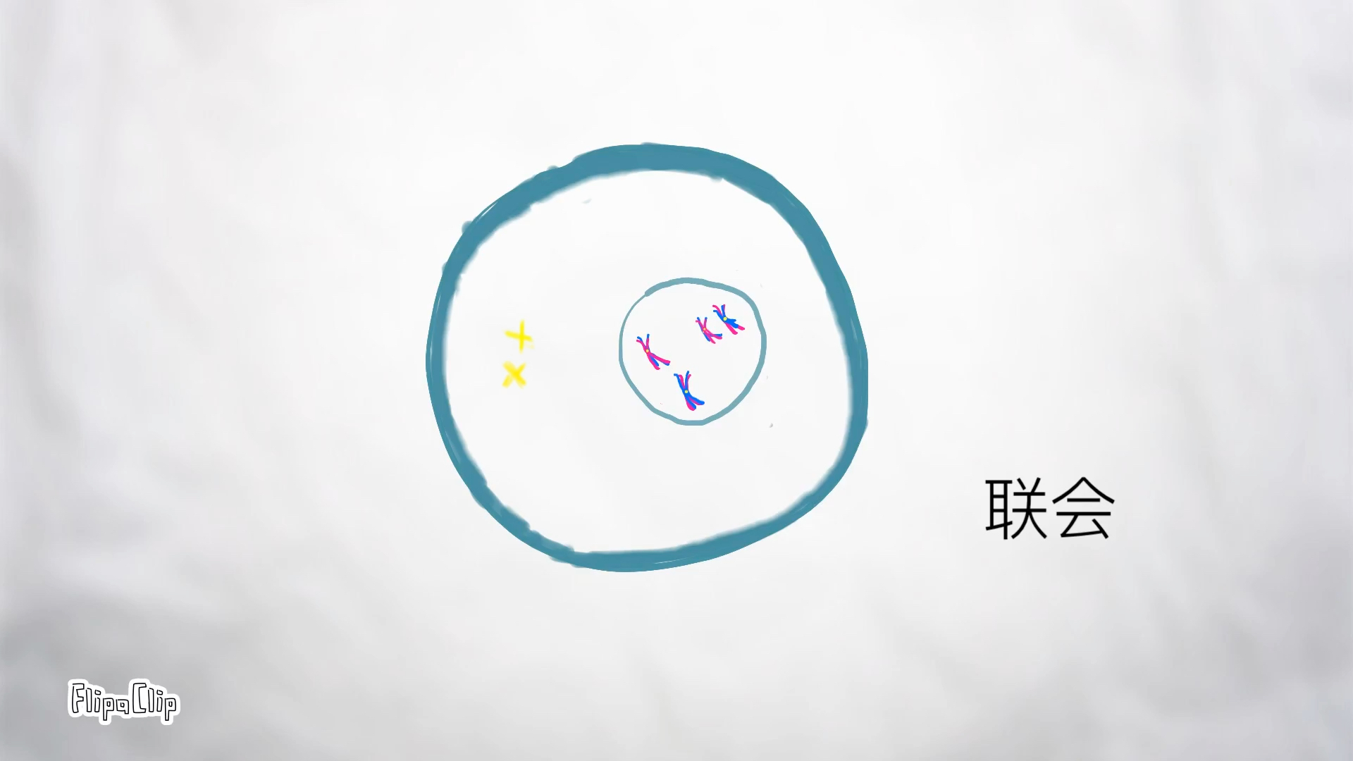 手绘减数分裂过程(卵原细胞)