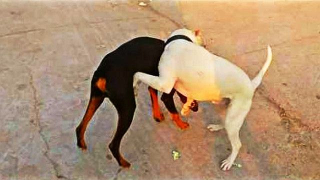 杜宾犬vs美国斯塔福梗 两货都是暴力狂！