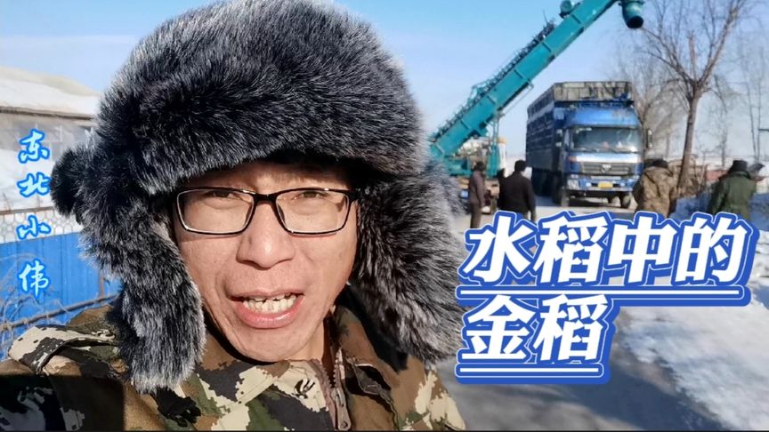 东北地区,种植什么样的水稻价格好利润高?差距真挺大
