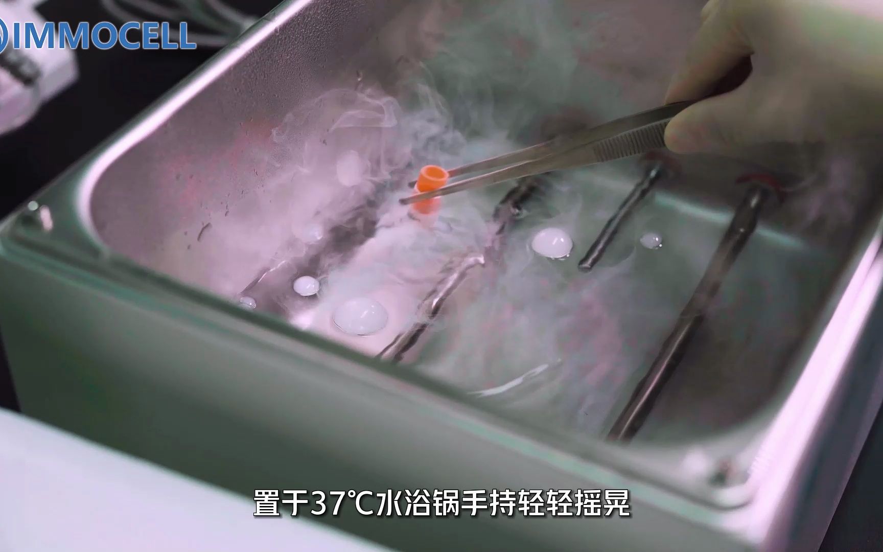 第四节:小鼠小肠类器官复苏步骤