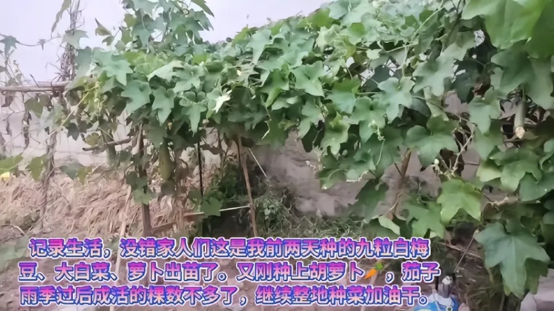 记录我们劳动的样子得到劳动成果幸福满满无法用语言能表达??到的