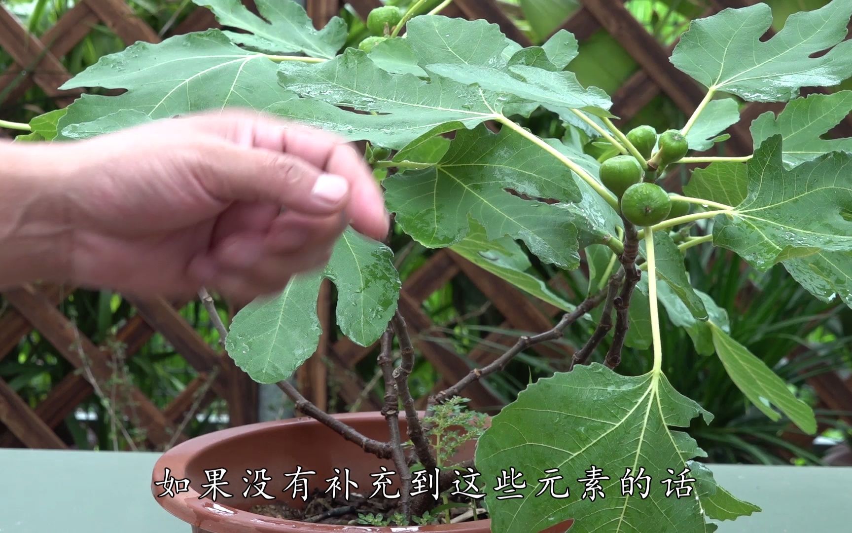 无花果结果了,但不停地掉果,开完才知道是它的原因