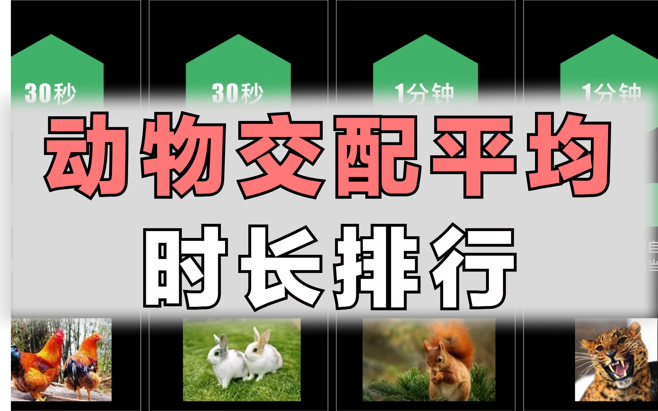 动物交配平均时长排行,最长的能坚持一辈子
