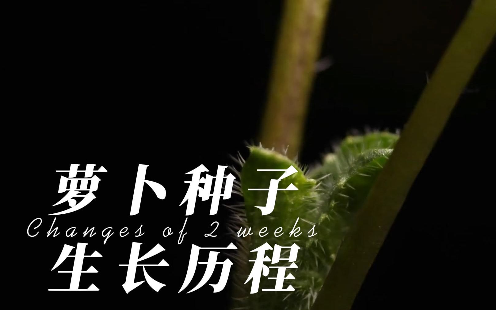 【萝卜2周的生长历程】铜砂锣里落盛油,生菜还他萝卜头。