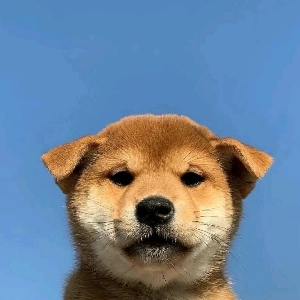 真的只吃微微辣 