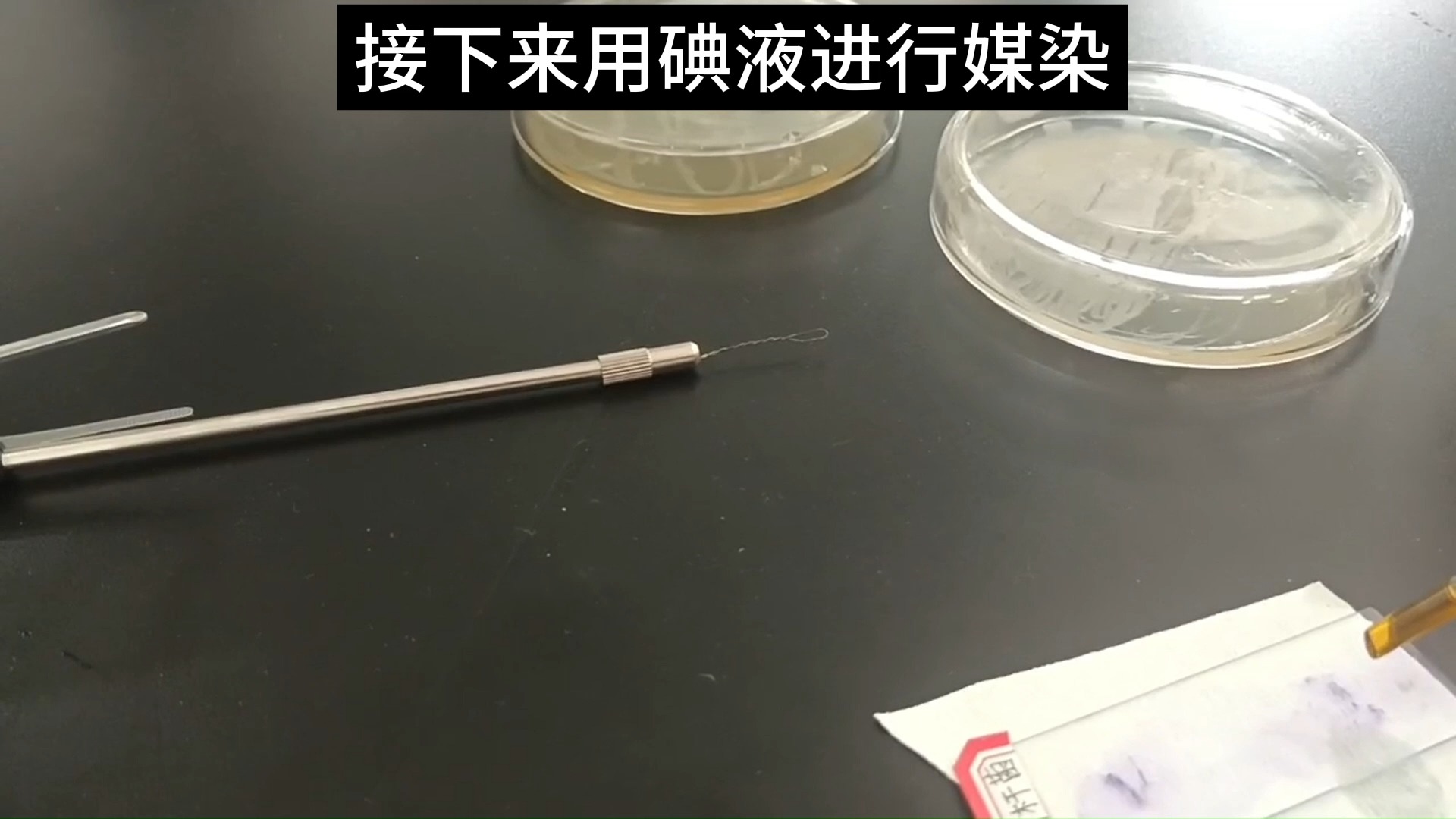 革兰氏染色实验操作