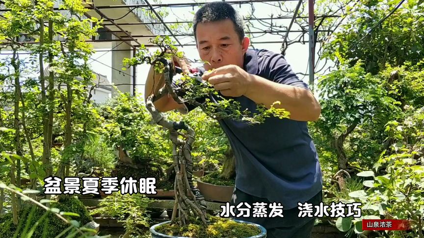 经验分享:花木盆景如何养护管理才能安全渡过高温季节