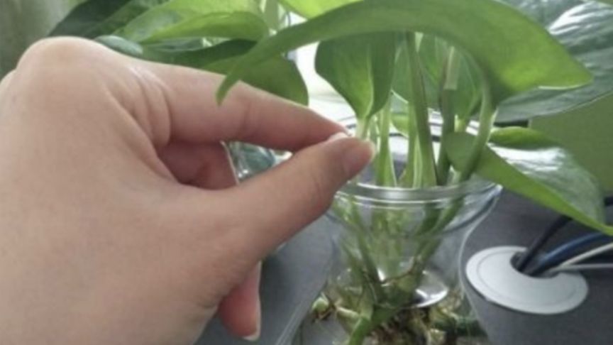 过期小药片,养花一级棒,不生虫不黄叶,开花更旺盛